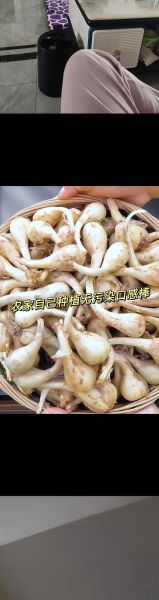 荞头和蒜头的区别_荞头是不是蒜头-第1张图片-山城妙识