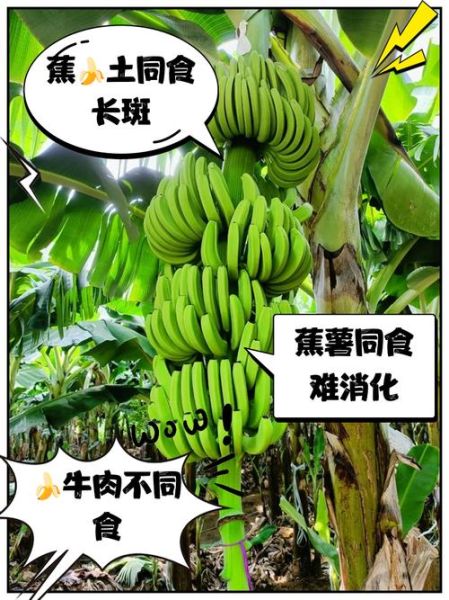 香蕉不能和什么一起吃_香蕉相克食物表-第1张图片-山城妙识