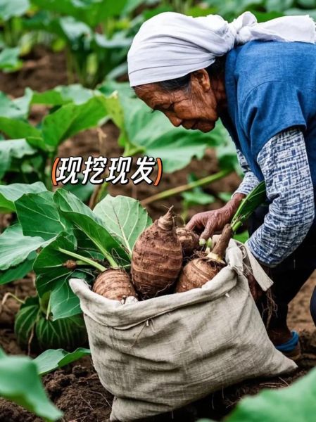 广西荔浦芋头多少钱一斤_2024年最新行情-第3张图片-山城妙识