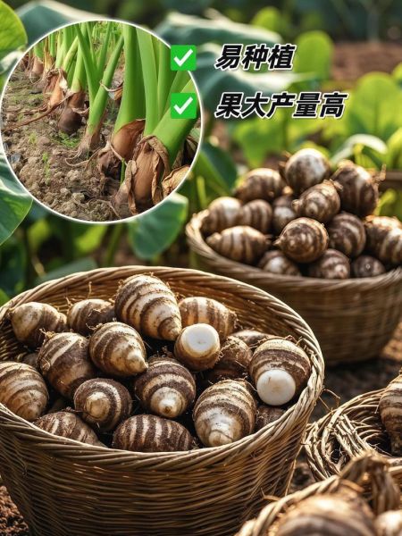 广西荔浦芋头多少钱一斤_2024年最新行情-第2张图片-山城妙识