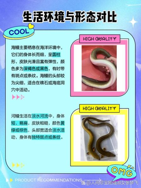 鳗鱼是海鲜吗_鳗鱼属于海鲜还是河鲜-第1张图片-山城妙识