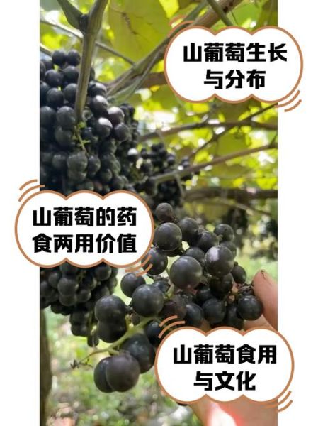 葡萄的功效与作用有哪些_葡萄营养价值高吗-第3张图片-山城妙识