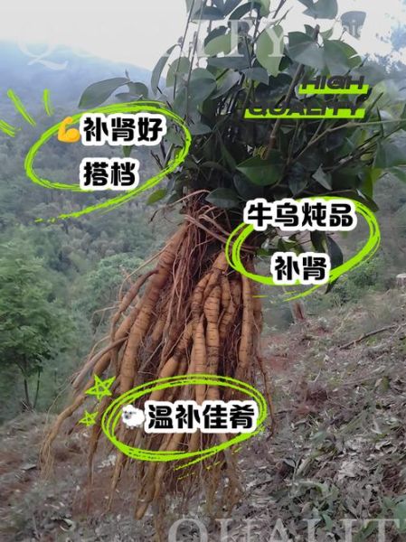 牛大力补肾壮阳吗_牛大力怎么吃效果最好-第2张图片-山城妙识