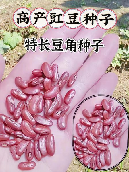 豇豆种子怎么挑选_豇豆种子什么时候播种-第1张图片-山城妙识