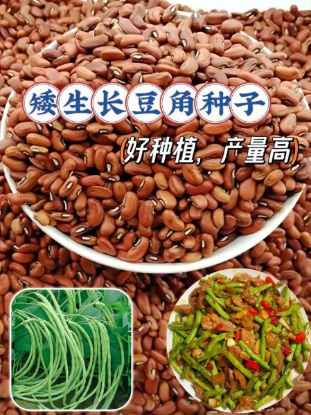 豇豆种子怎么挑选_豇豆种子什么时候播种-第3张图片-山城妙识