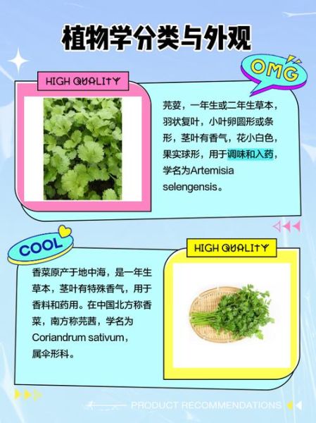 芫荽和香菜的区别图片_怎么区分-第1张图片-山城妙识 芫荽和香菜的区别图片_怎么区分-第1张图片-山城妙识