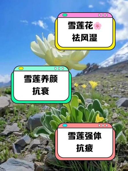 雪莲花泡水能喝几天_雪莲花泡水用量-第3张图片-山城妙识