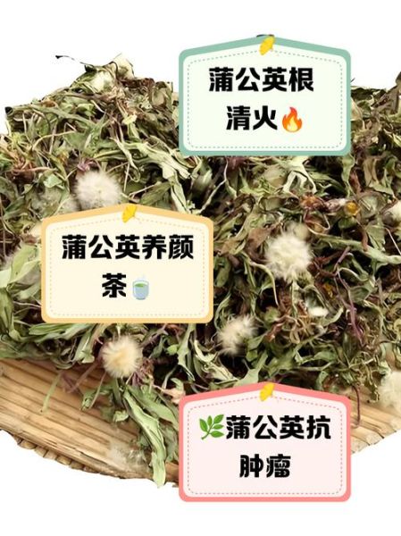 蒲公英根有什么功效_蒲公英根泡水喝的禁忌-第1张图片-山城妙识