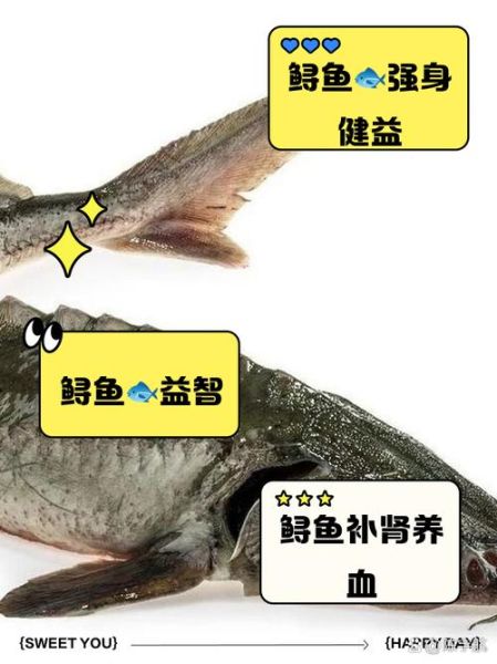 鲟鱼的营养价值_鲟鱼怎么吃最补-第2张图片-山城妙识