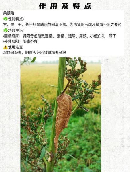 桑螵蛸是什么东西_桑螵蛸的功效与作用-第3张图片-山城妙识