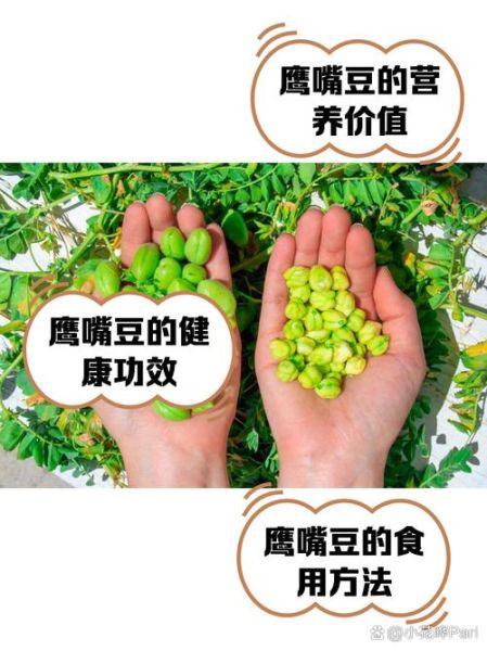 鹰嘴豆的功效与作用_鹰嘴豆的禁忌人群-第2张图片-山城妙识