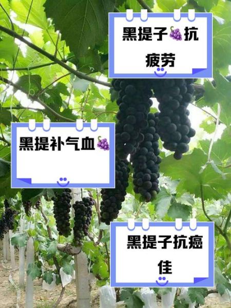 黑提子孕妇能吃吗_黑提子功效与作用-第1张图片-山城妙识