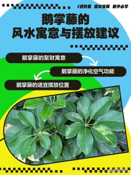 鹅掌藤怎么养_鹅掌藤叶子发黄怎么办-第2张图片-山城妙识