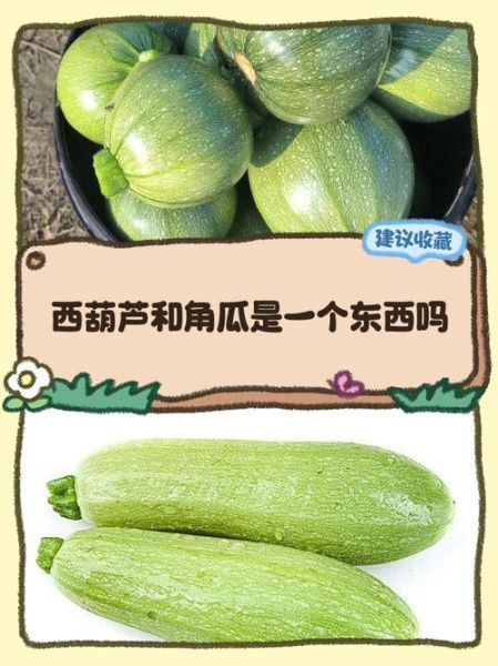 角瓜是西葫芦吗_角瓜和西葫芦的区别-第1张图片-山城妙识
