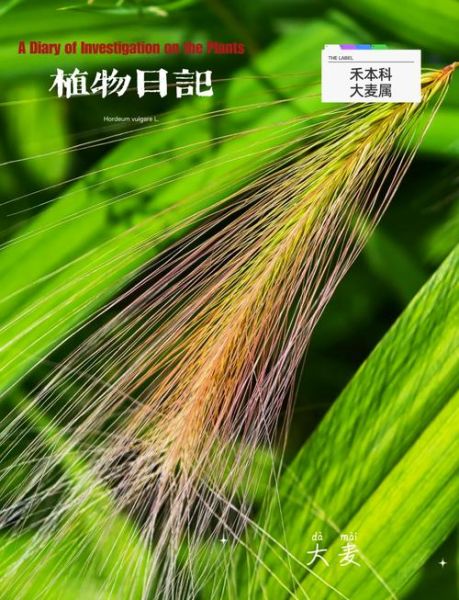 青稞和燕麦的区别_哪个更适合减肥-第3张图片-山城妙识