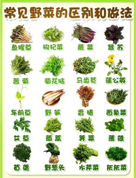 农村常见野菜有哪些_如何辨认300种野菜图谱-第1张图片-山城妙识