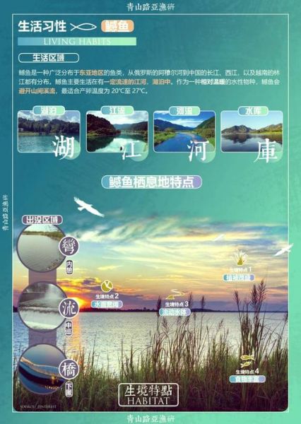 鳡鱼的营养价值_鳡鱼适合什么人吃-第1张图片-山城妙识