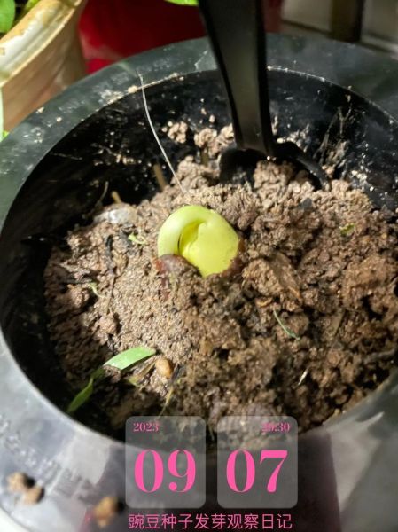 豌豆发芽图片_如何正确种植-第2张图片-山城妙识