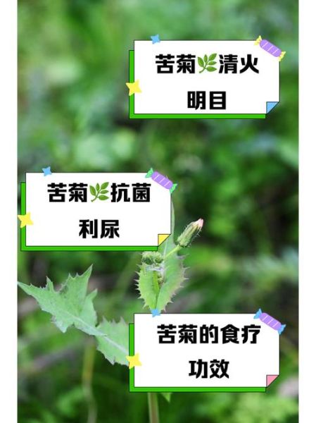 苦苣菜可以生吃吗_生吃苦苣菜安全吗-第3张图片-山城妙识