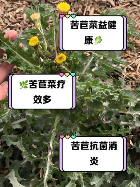 苦苣菜可以生吃吗_生吃苦苣菜安全吗-第1张图片-山城妙识