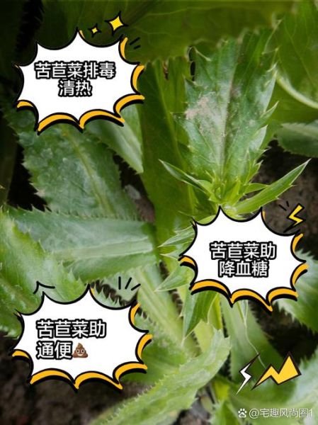苦苣菜可以生吃吗_生吃苦苣菜安全吗-第2张图片-山城妙识