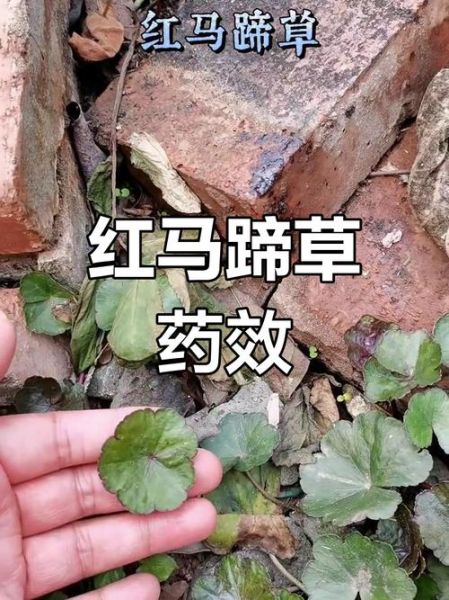 马蹄草的功效与作用_马蹄草的禁忌有哪些-第3张图片-山城妙识