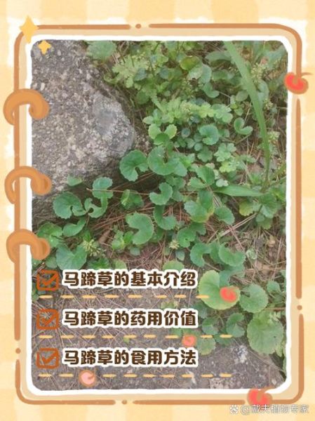 马蹄草的功效与作用_马蹄草的禁忌有哪些-第1张图片-山城妙识
