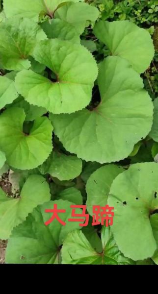 马蹄草的功效与作用_马蹄草的禁忌有哪些-第2张图片-山城妙识