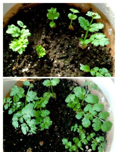 香菜种子怎么催芽_香菜种子几天发芽-第1张图片-山城妙识