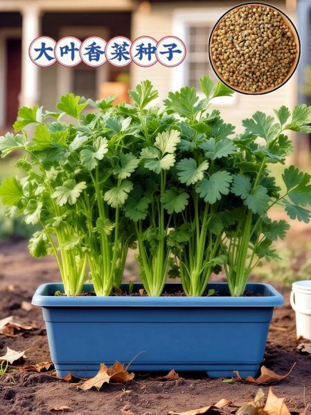 香菜种子怎么催芽_香菜种子几天发芽-第3张图片-山城妙识