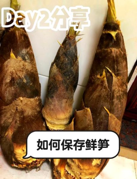 鲜竹笋怎么保存_鲜竹笋可以冷冻吗-第1张图片-山城妙识