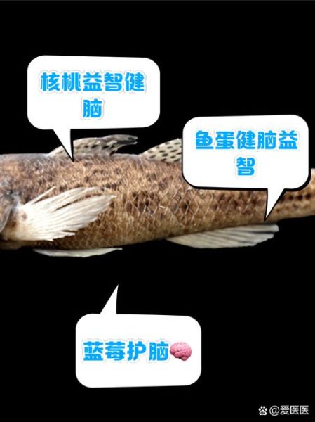 吃什么补大脑记忆力_记忆力差吃什么食物-第2张图片-山城妙识