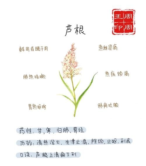 鲜芦根的功效与作用及禁忌_什么人不能吃鲜芦根-第1张图片-山城妙识