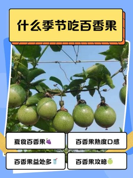 百香果晚上吃还是白天吃_最佳食用时间-第2张图片-山城妙识 百香果晚上吃还是白天吃_最佳食用时间-第2张图片-山城妙识
