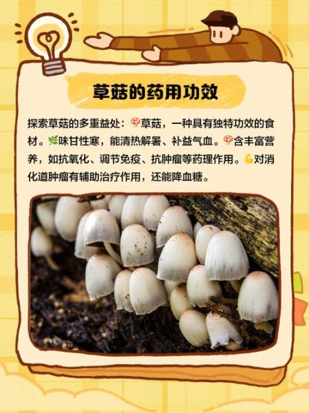 草菇尽量少吃最好不吃_草菇吃多了有什么危害-第1张图片-山城妙识