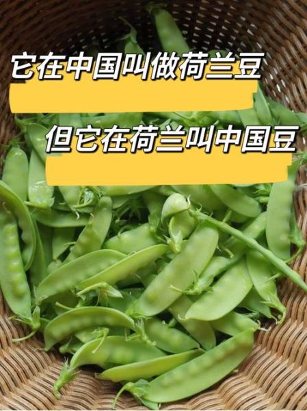 荷兰豆在荷兰叫什么_为什么叫中国豆-第1张图片-山城妙识