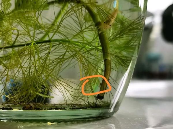 虾卵孵化需要几天_小虾多久能长大-第3张图片-山城妙识