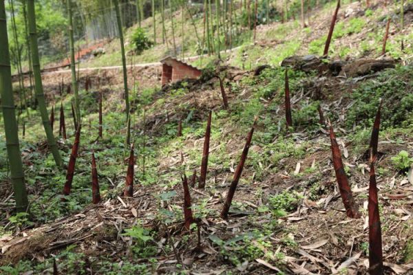 雷竹笋种植技术_雷竹笋怎么种才能高产-第2张图片-山城妙识