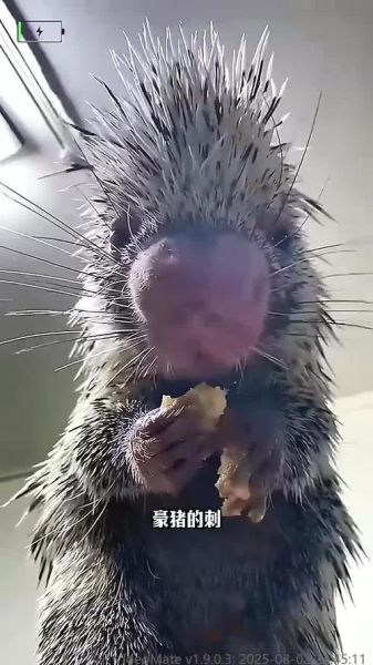 豪猪和刺猬的区别_豪猪和刺猬哪个更厉害-第1张图片-山城妙识