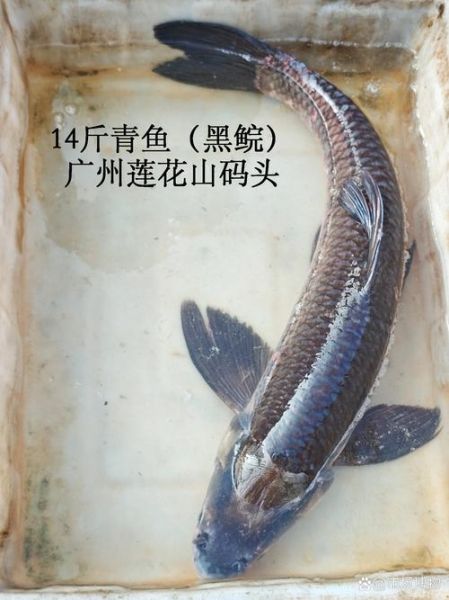 黑鲔鱼多少钱一斤_黑鲔鱼价格为什么这么贵-第1张图片-山城妙识