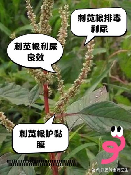 刺菜的功效与作用_刺菜主治什么病-第1张图片-山城妙识