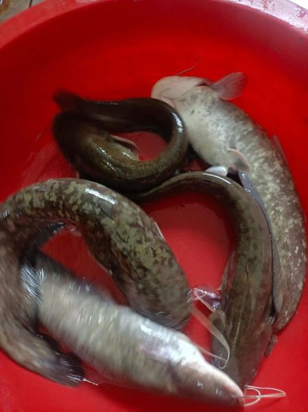胡子鲶鱼的营养价值_胡子鲶鱼的功效与作用-第2张图片-山城妙识 胡子鲶鱼的营养价值_胡子鲶鱼的功效与作用-第2张图片-山城妙识