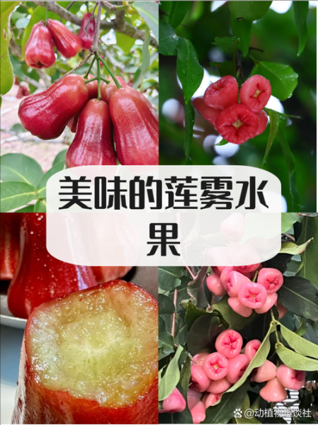 莲雾为什么难吃还贵_莲雾口感差价格高的原因-第3张图片-山城妙识