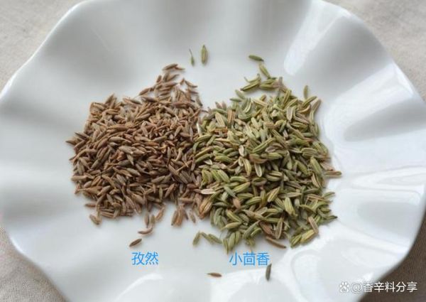 茴香子是孜然吗_区别与用途全解析-第2张图片-山城妙识
