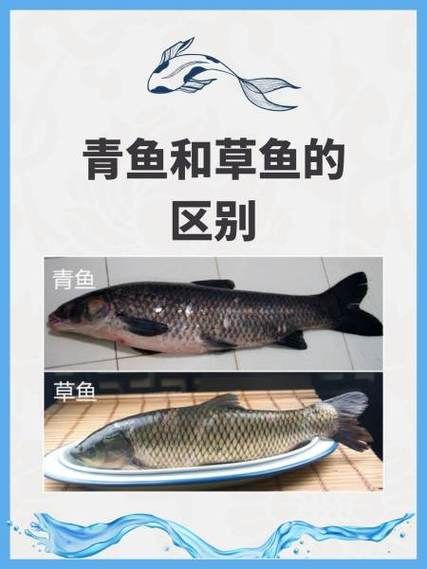 青鱼是什么鱼_青鱼与草鱼区别-第2张图片-山城妙识