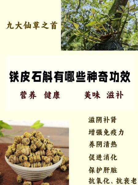 铁皮石斛的功效与作用_铁皮石斛怎么吃效果最好-第1张图片-山城妙识