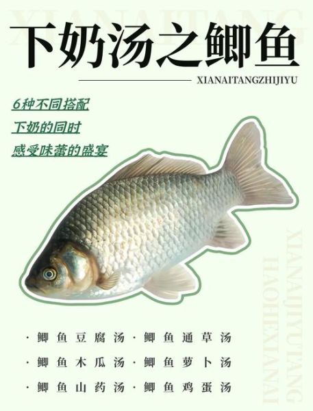 清炖鲫鱼汤怎么做好吃又营养_鲫鱼汤去腥增鲜的秘诀-第2张图片-山城妙识 清炖鲫鱼汤怎么做好吃又营养_鲫鱼汤去腥增鲜的秘诀-第2张图片-山城妙识