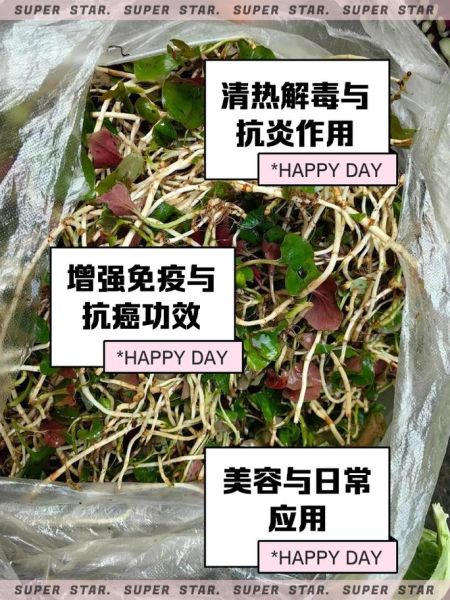 鱼腥草要吃几天消炎_鱼腥草消炎吃多久见效-第1张图片-山城妙识