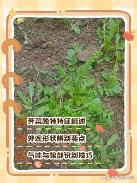芥菜和荠菜的区别_如何一眼分辨两种野菜-第2张图片-山城妙识