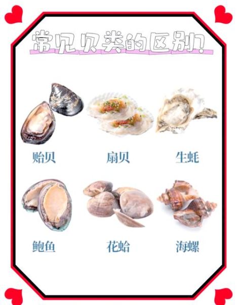 贝壳海鲜名称大全_哪些贝类适合清蒸-第3张图片-山城妙识